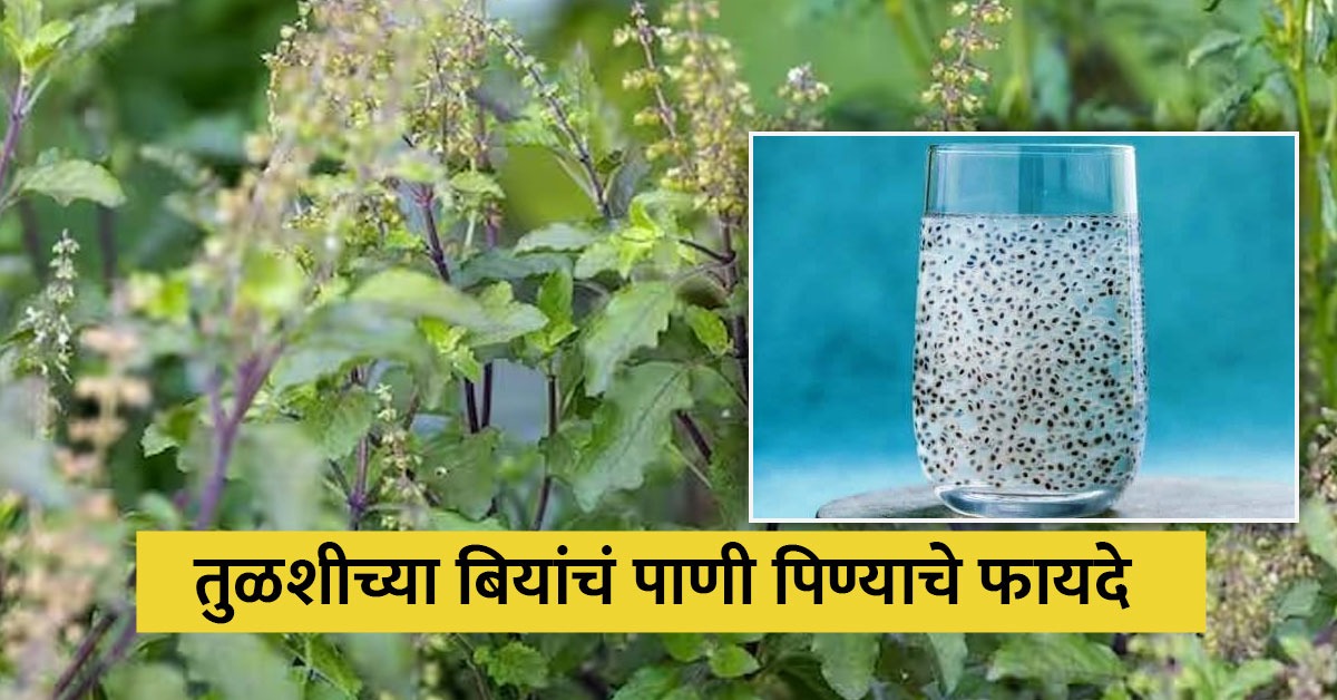 तुळशीच्या बियांचं पाणी पिऊन मिळतात हे जबरदस्त फायदे, पोटाची समस्या होईल ...