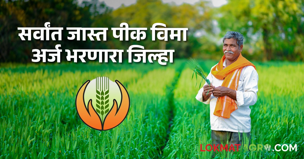 Crop Insurance : पीक विमा अर्ज भरण्यासाठी हा जिल्हा अव्वल! राज्याच्या ...