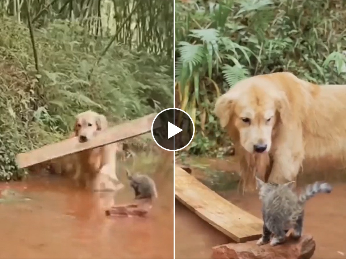 मांजरीच्या पिल्लाला वाचविण्यासाठी कुत्र्याची धडपड, पाहा क्यूट व्हायरल ...