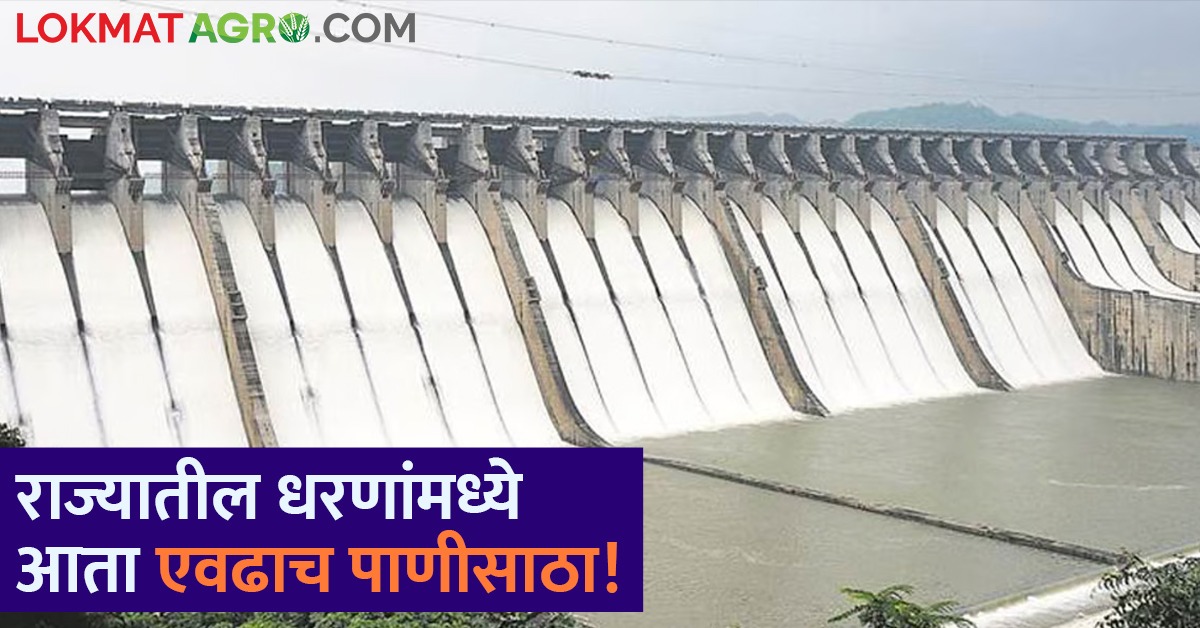 Dam Water Storage: उन्हाळ्याच्या तोंडावर धरणसाठा निम्म्यावर! कोणत्या ...