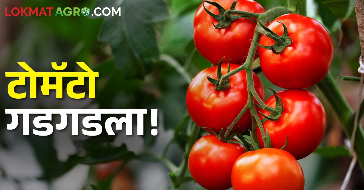 टोमॅटोचे सध्या काय चाललेत भाव? क्विंटलमागे केवळ... | What is the ...