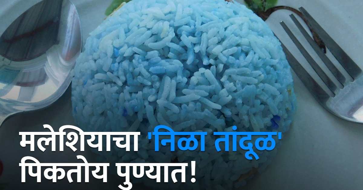 पुण्याच्या कोळवण खोऱ्यात पिकवला जातोय थायलंड, मलेशियाचा 'निळा तांदूळ ...