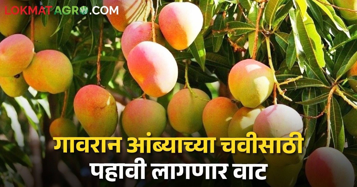 गावरान आंबा चाखण्यासाठी पहावी लागणार आणखी महिनाभर वाट, अक्षय तृतीयेला ...