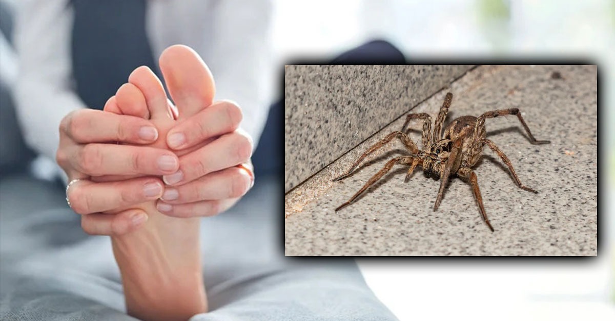 जीवघेण्या कोळीने व्यक्तीच्या पायाच्या अंगठ्यातच दिली अंडी, पुढे जे झालं ...