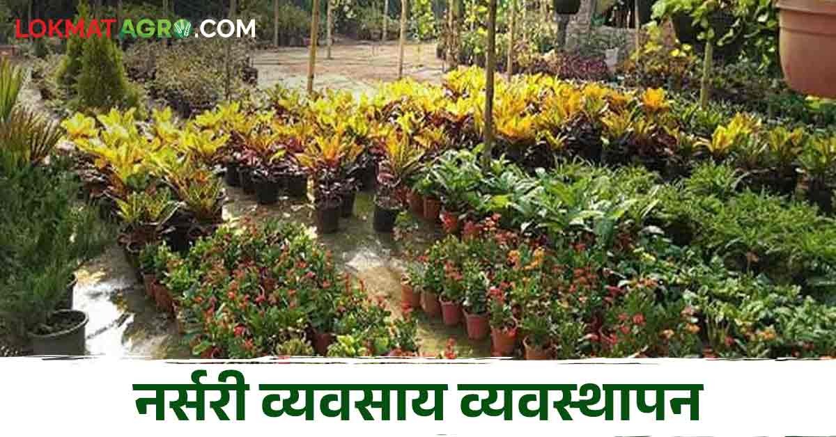 Nursery Management : नर्सरी व्यवसाय करताय? 'या' गोष्टी महत्त्वाच्या ...