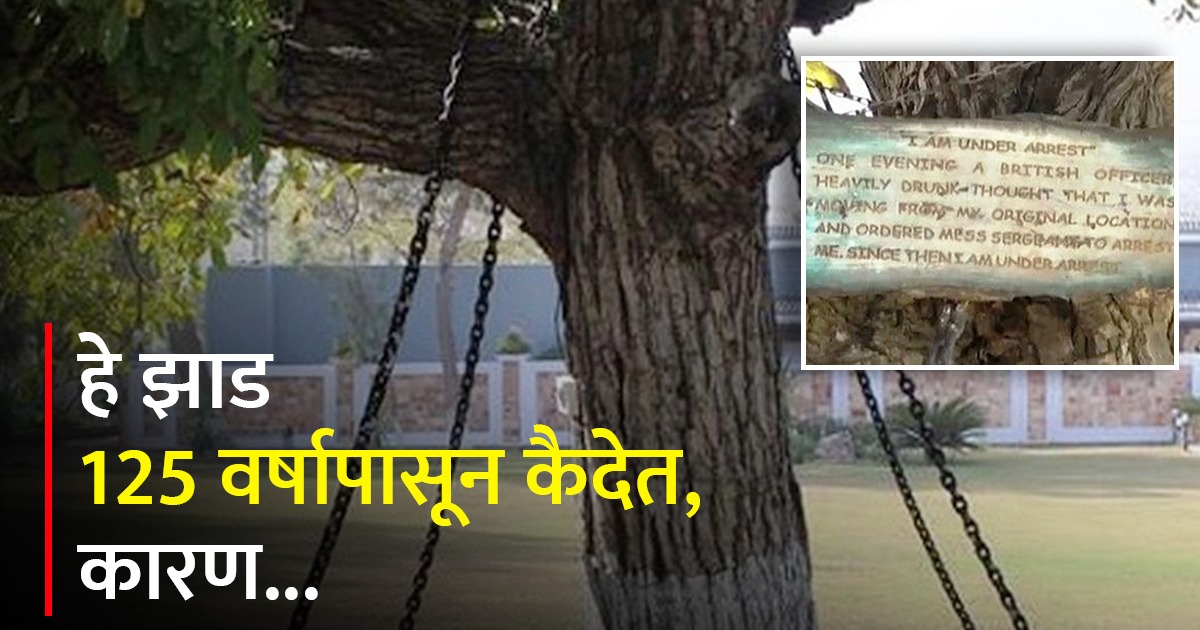125 वर्षापासून कैदेत आहे हे झाड, एका सनकी इंग्रज अधिकाऱ्याचा कारनामा ...