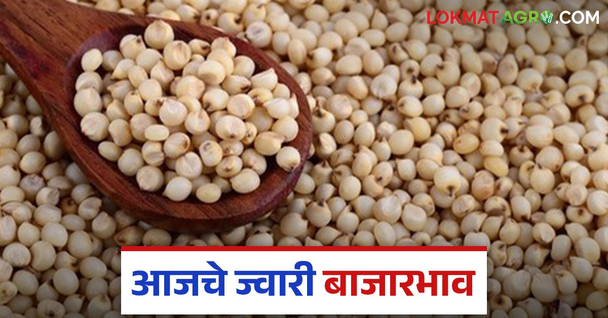 Jwari Bajar Bhav : राज्यात ज्वारीला मिळतोय का समाधानकारक दर? वाचा आजचे ...