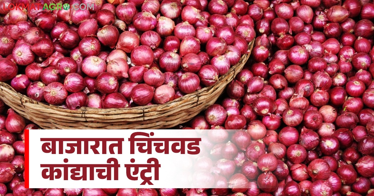 Kanda Bajar Bhav : चिंचवड कांद्याची जुन्नर-आळेफाटा बाजारात एंट्री; वाचा ...