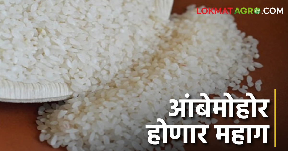 Ambemohar Rice : नवीन हंगामाच्या सुरुवातीलाच १५ ते २० टक्के दरवाढ; यंदा ...