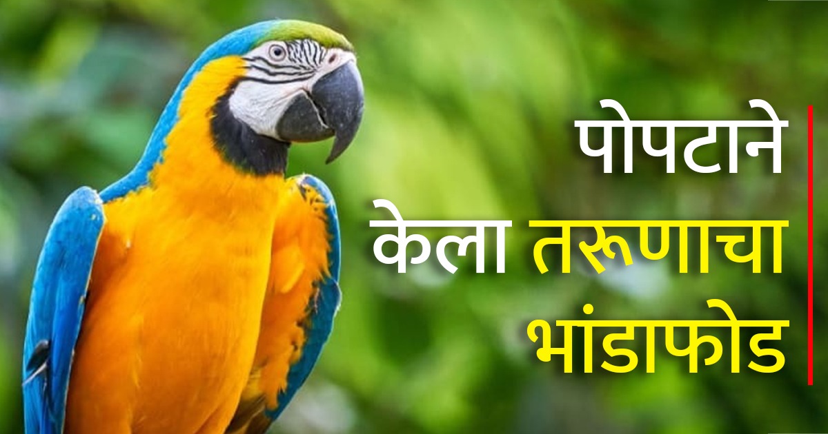 पोपटाने तरूणाला दिला झटका, गर्लफ्रेंड समोरच केली त्याच्या दुसऱ्या ...