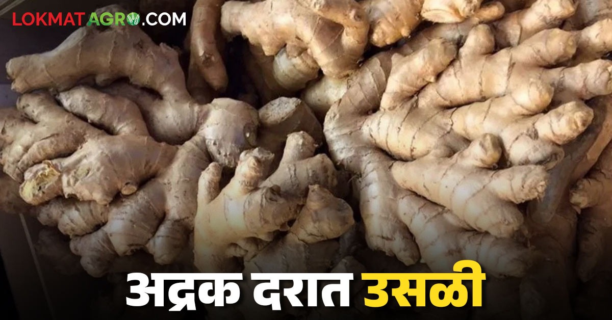 latest news Ginger Market: Ginger offered a price like gold; Price ...