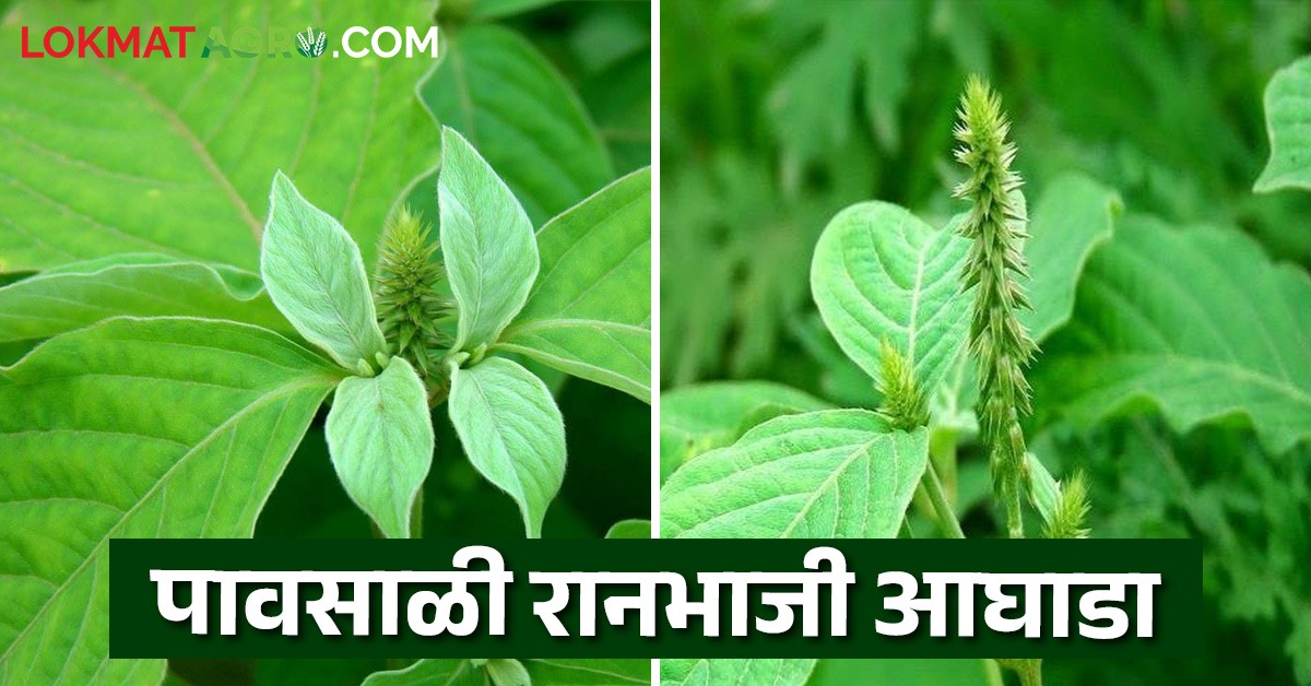 Aghada Ranbhaji : अठरा आजारांवर एकच उपाय आघाड्याची भाजी, वाचा फायदे आणि ...