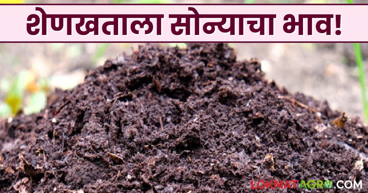 जमिनीचा पोत टिकविण्यासाठी धडपड; शेणखताला मिळतोय सोन्याचा भाव | Struggle ...