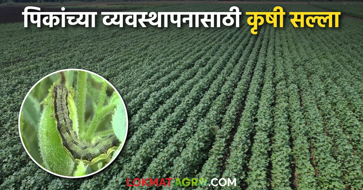 Agro Advisory plan for farmers