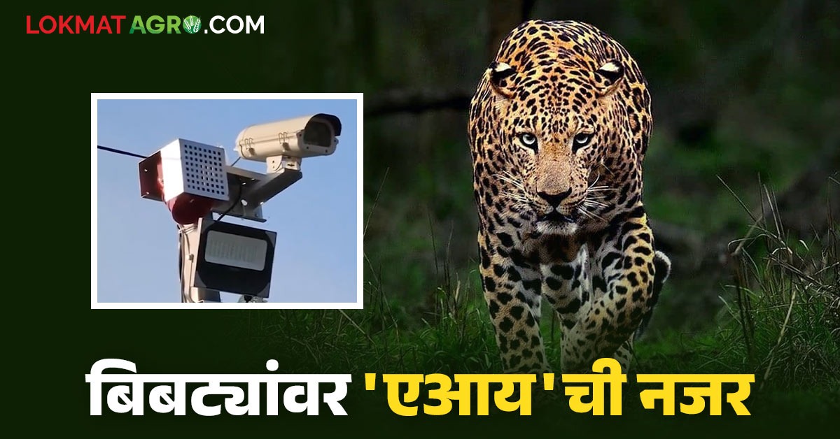 Bibtya AI Alert : शिराळा तालुक्यातील १८ गावांत आता बिबट्या दिसताच एआय ...