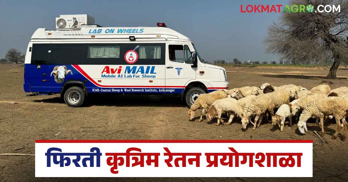 Avi Mail ICAR : मेंढी पैदास वाढविण्यासाठी Ai मोबाईल लॅब, जाणून घ्या ...