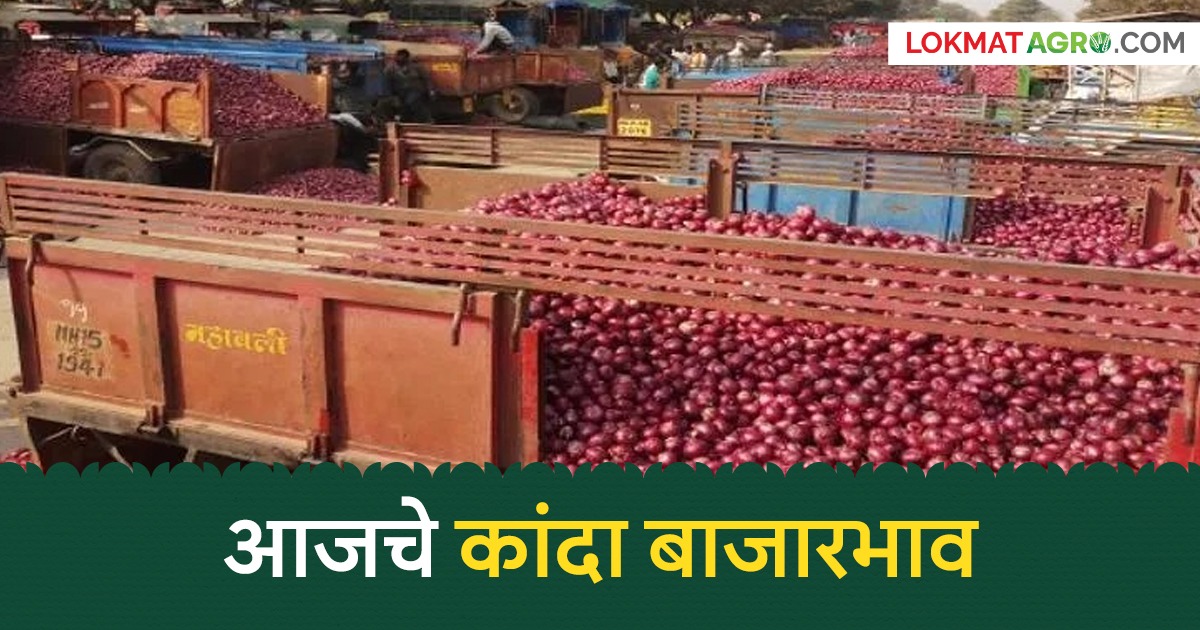Kanda Market : नाशिकला कांदा आवक वाढली, तर सोलापूरला सरासरी दर वाढले ...