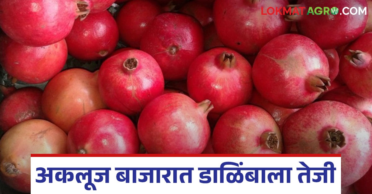 Dalimb Bajar Bhav : अकलूज बाजार समितीत डाळिंबाला सर्वाधिक भाव; प्रति ...