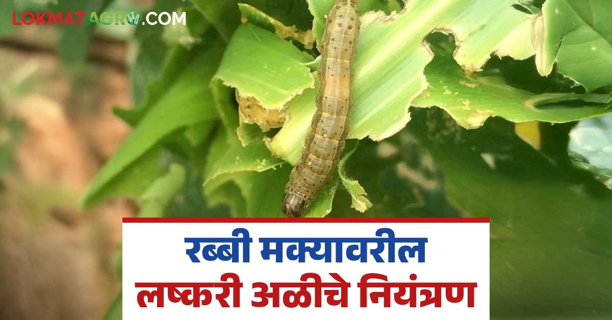 Maka Crop Management : रब्बी मक्यावरील लष्करी अळीच्या नियंत्रणासाठी हे ...