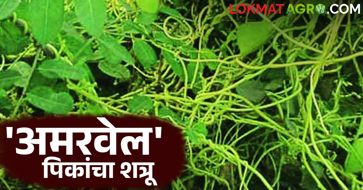 latest news Amarvel is very busy, he will definitely harvest.