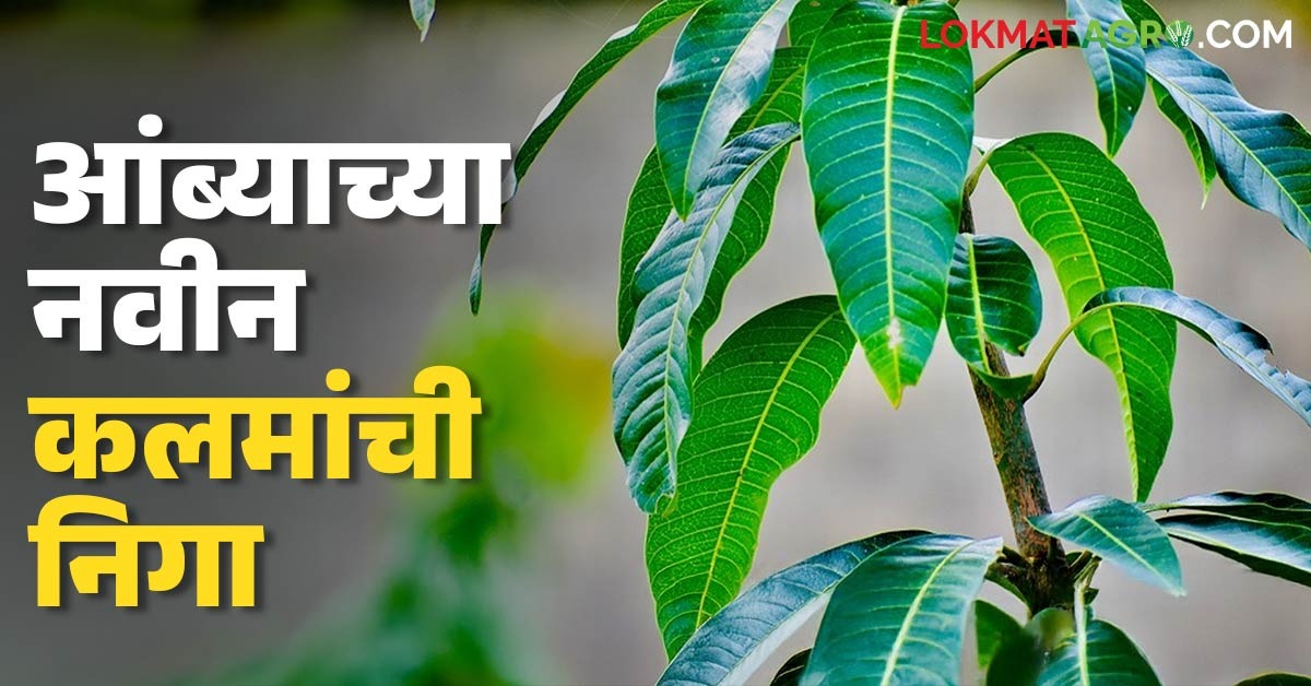 Aamba Lagvad : आंब्याच्या नवीन कलमांची निगा राखतांना 'या' गोष्टी लक्षात ...