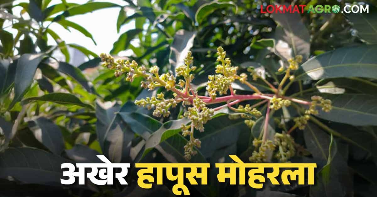 Devgad Hapus : देवगडमध्ये अखेर हापूसला मोहोर; यंदा हापूस कधी येणार ...