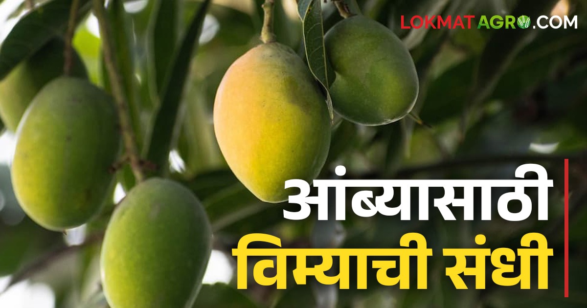 Fal Pik Vima : आंबा फळ पिक विम्यासाठी ३० नोव्हेंबर अंतिम मुदत आजच अर्ज ...