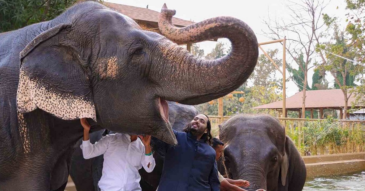 अनंत अंबानी यांच्या वनताराला क्लीनचिट; जाणून घ्या काय आहे संपूर्ण ...