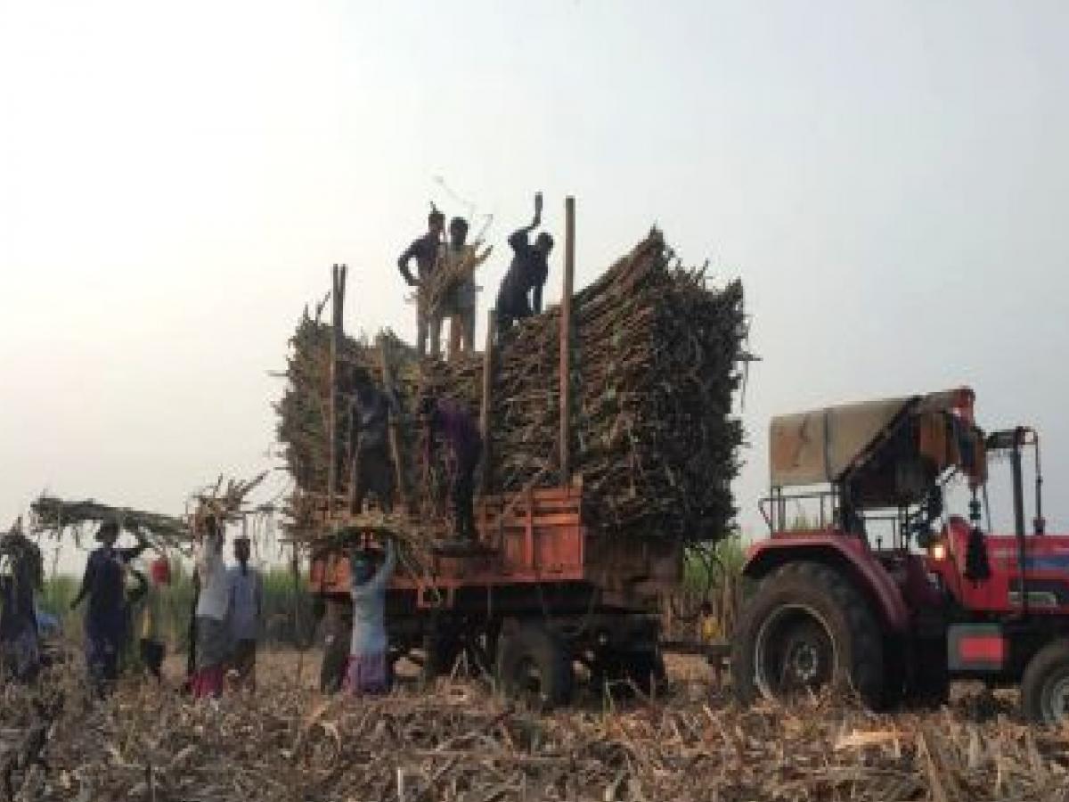 कोल्हापुरातील शिरोळमध्ये ऊसदराचा तोडगा निघाला, आंदोलन अंकुशचे आंदोलन ...