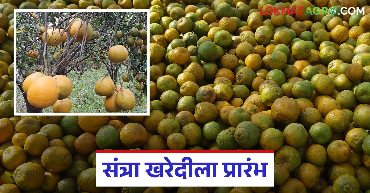 Santra Kharedi : संत्र्याच्या विक्रमी खरेदीला प्रारंभ, सप्टेंबरपर्यंत ...