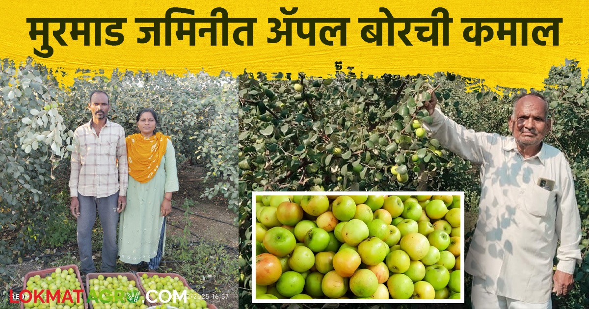Success Story : आडुळे कुटुंबाचा प्रयोग आला फळाला; शेतकरी ते ग्राहक ...