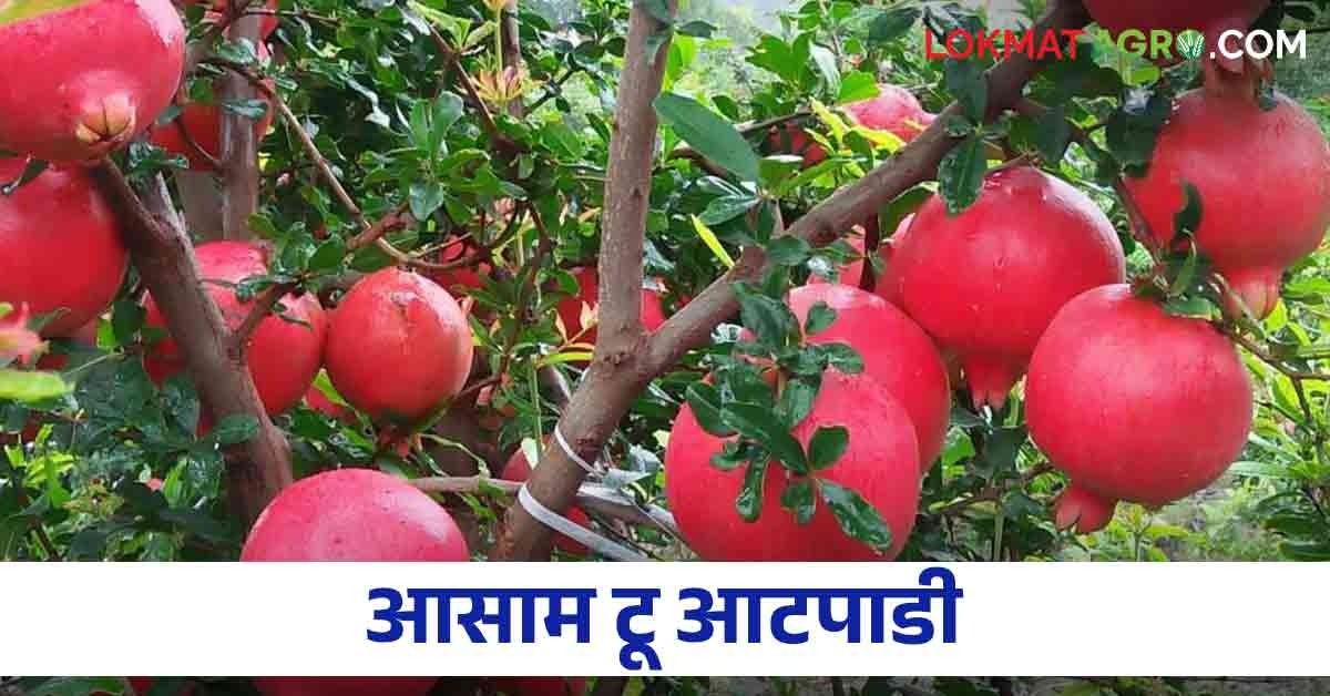 आसामचे शेतकरी आटपाडीच्या डाळिंबावर फिदा, बाग पाहण्यासाठी थेट बांधावर ...