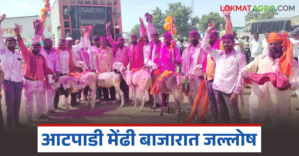 आटपाडीचा शेळी-मेंढी बाजार तेजीत; मेंढीला मिळाला ३४ हजार रुपयांचा ...