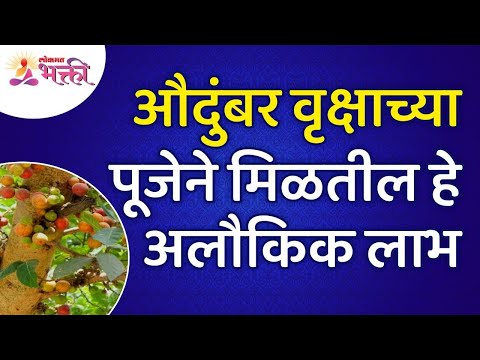 औदुंबर वृक्षाच्या पूजेने कोणते अलौकिक लाभ मिळतील? Audumbar Tree Pooja ...