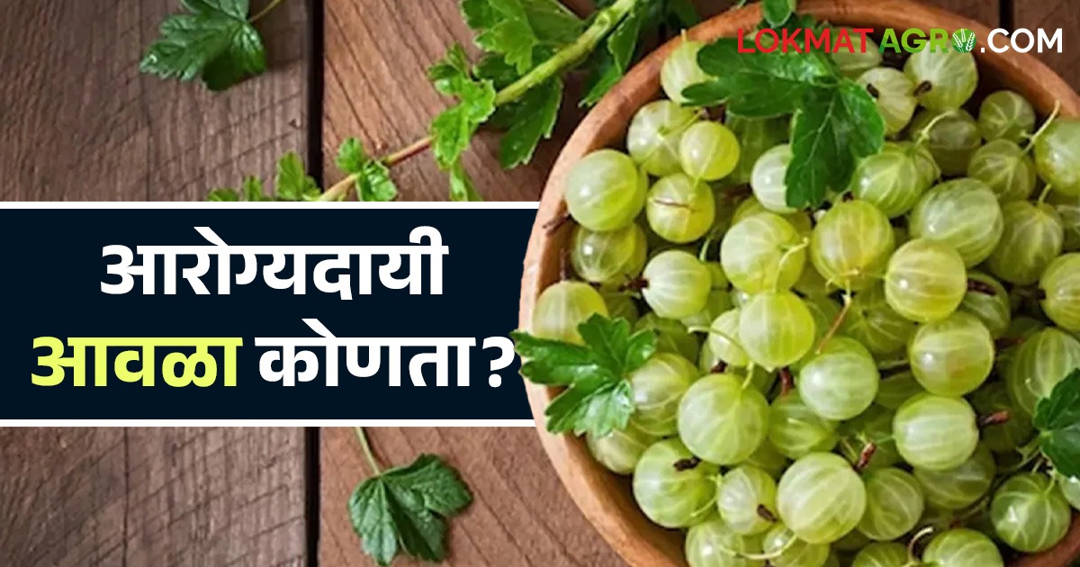 Amla healthy for our health