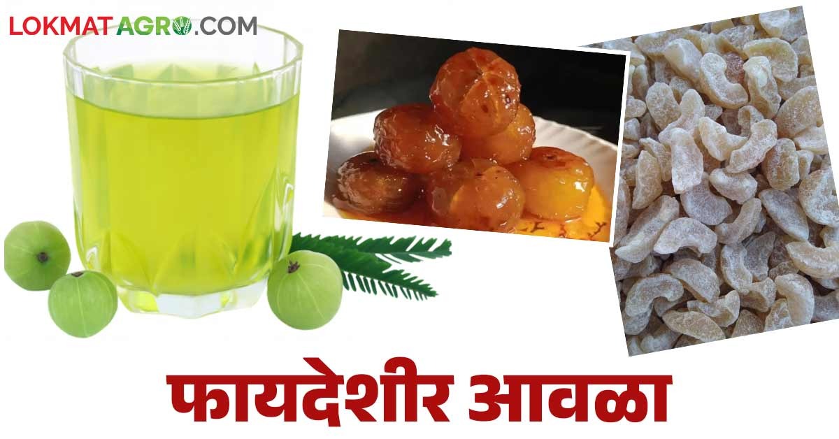 Creation of home industry through amla processing