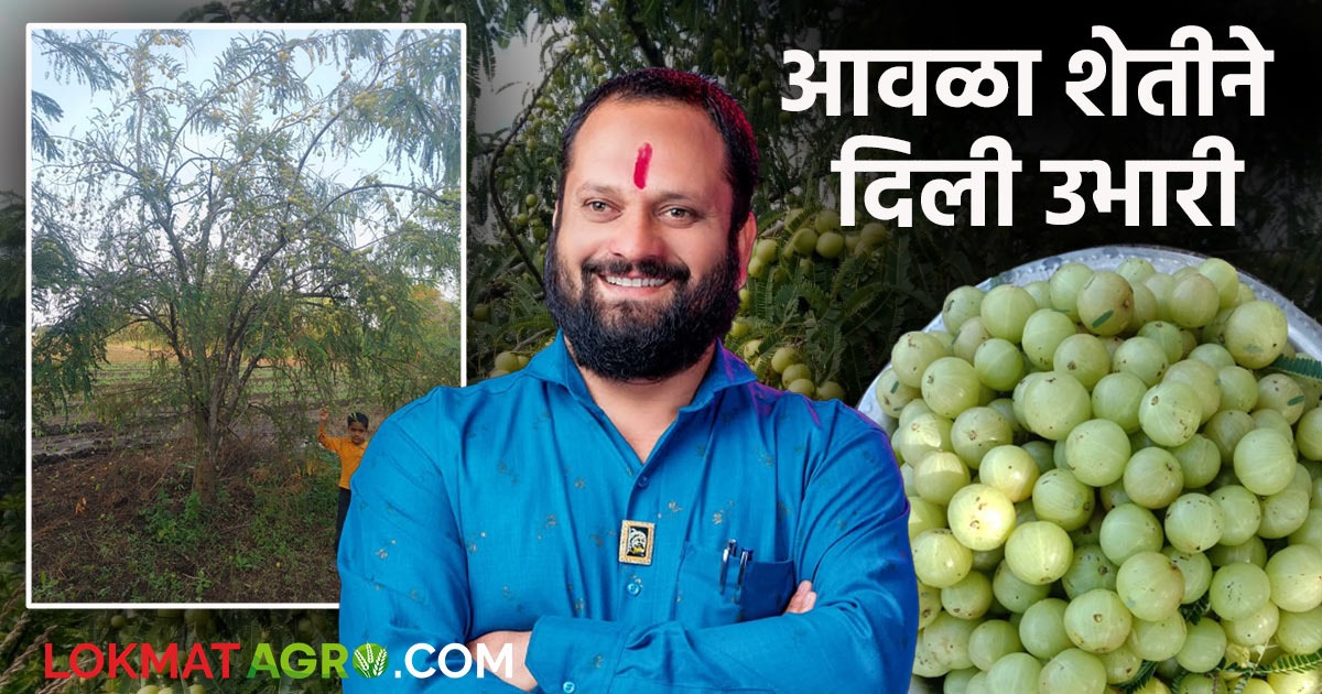 A young farmer from Sheri successfully cultivating amla farm