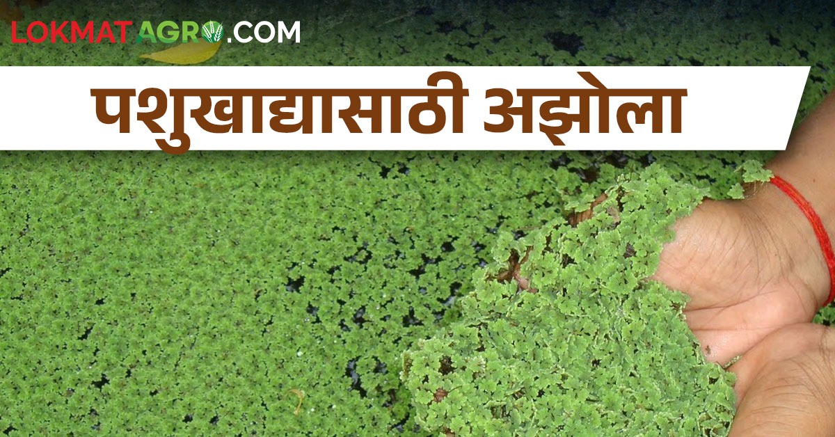 कमी खर्चातील पशुखाद्य अझोला कसा तयार कराल? | How to make low cost ...