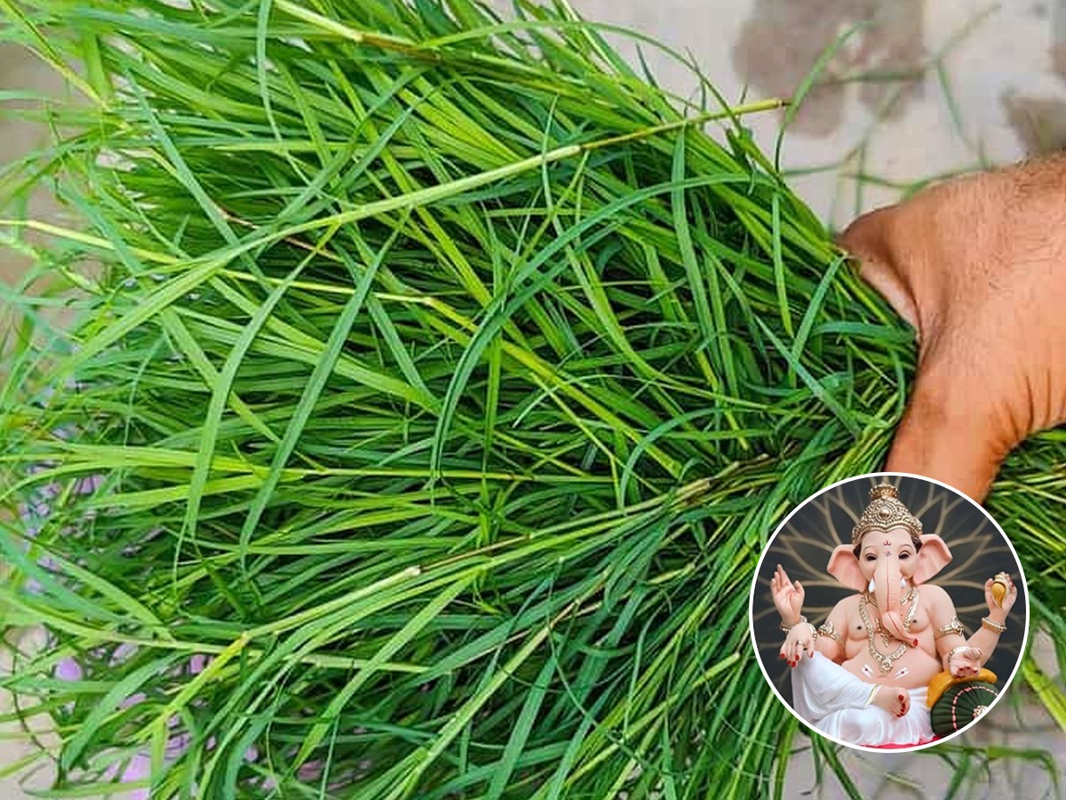 गणपती बाप्पाला प्रिय असलेल्या दुर्वांचे महत्त्व मोठे, दुर्वा गुणकारी ...