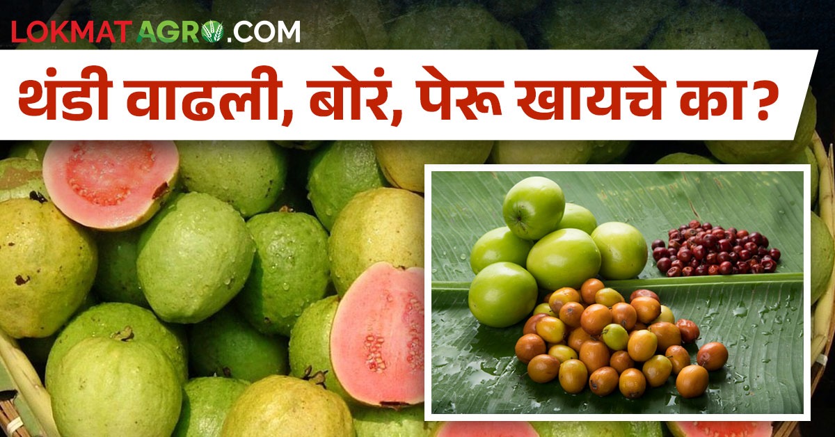 थंडी वाढतेय! कोणत्या फळांचा कराल आहारात समावेश? सध्या फळांचा भाव ...