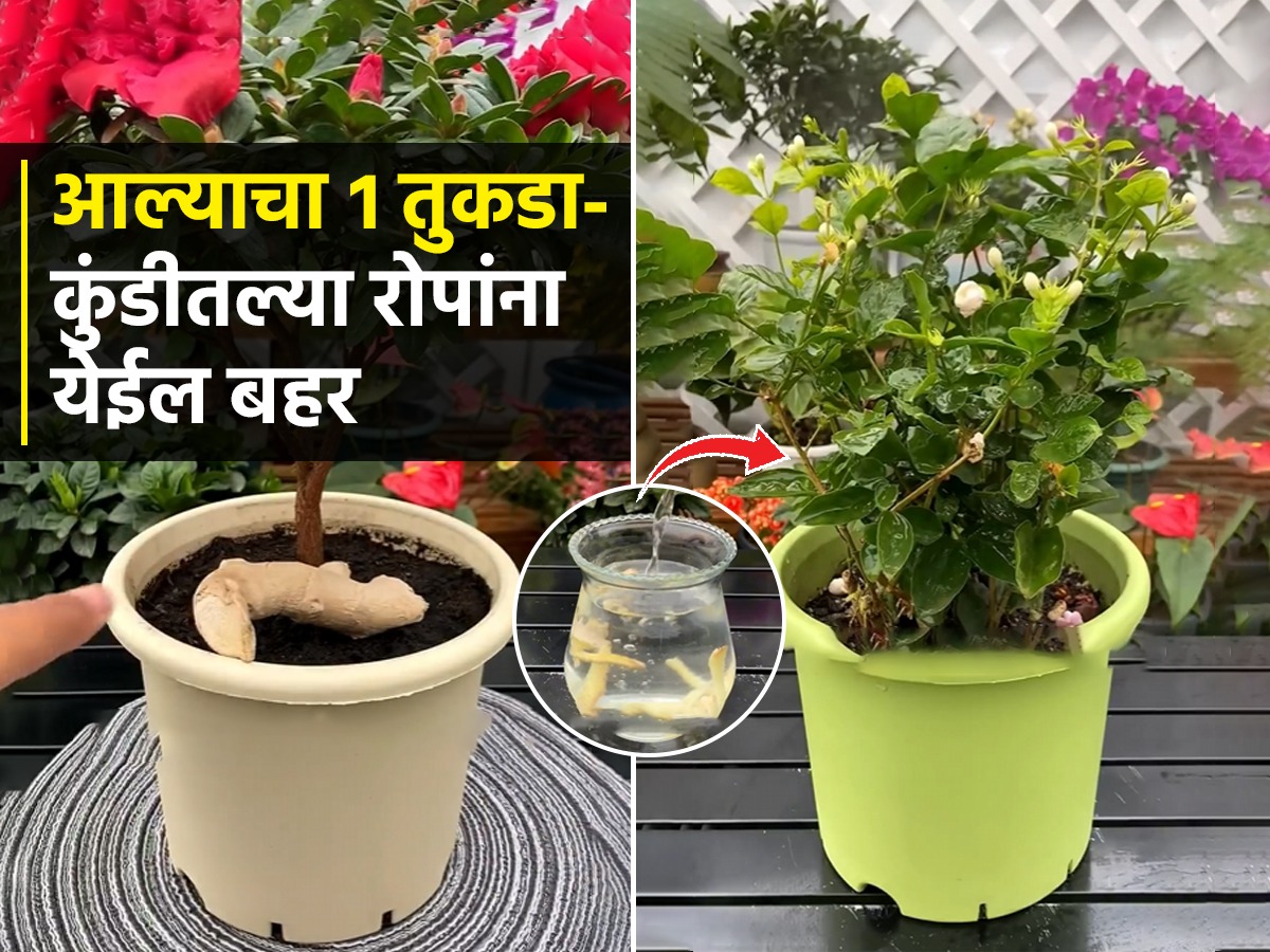 फक्त ५ रुपयांच्या आल्याची जादू, घरातली बाग फुलेल मस्त हिरवीगार, एकदा ...