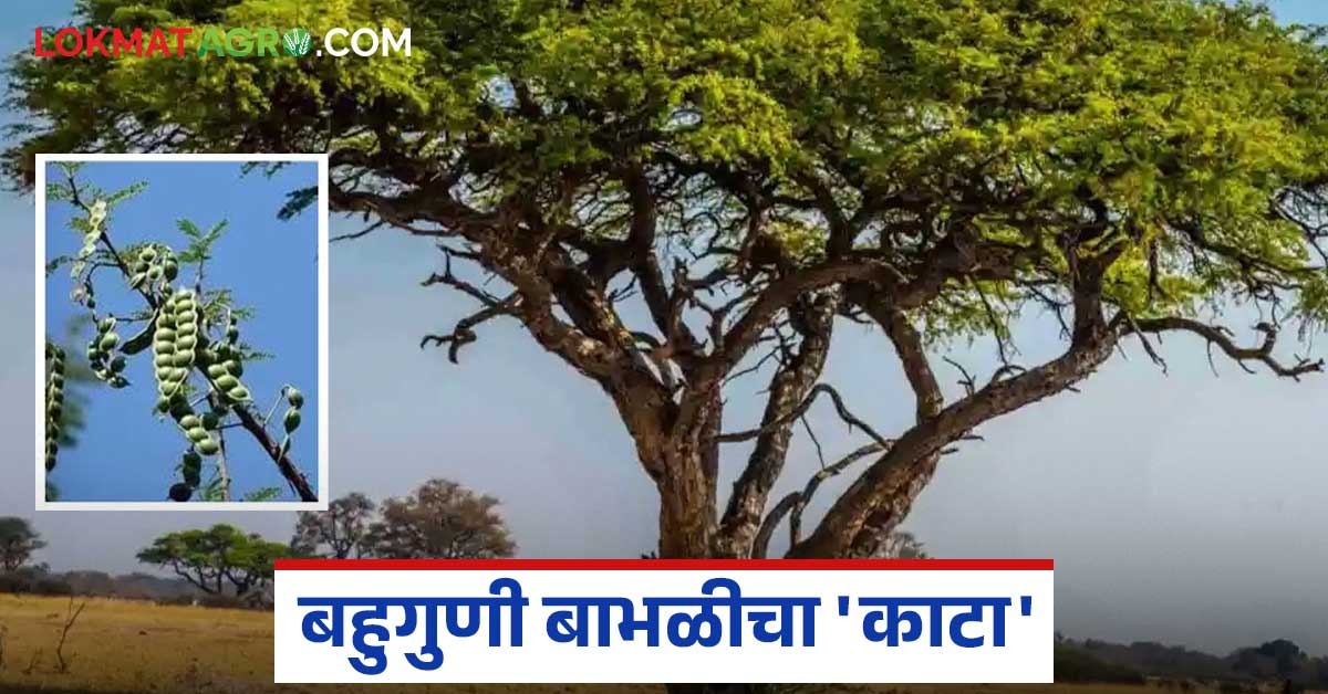 latest news Babool Tree Benefits read in details