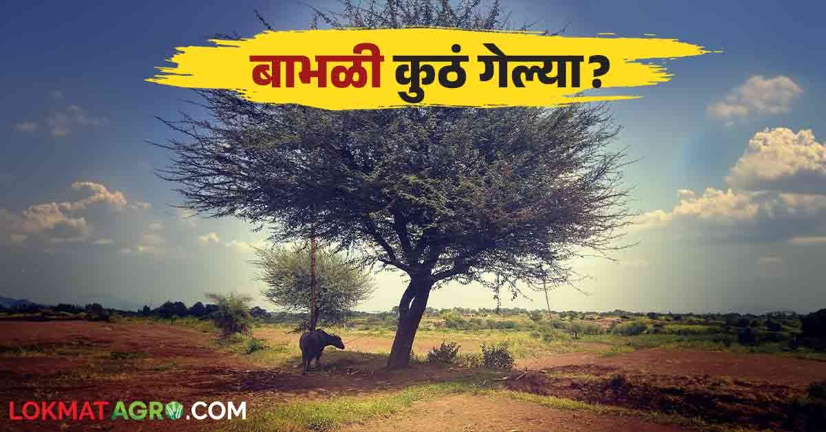 Babhul Tree : घनदाट सावली देणारे बाभळीचं झाड कुठं हरवलं? वाचा सविस्तर ...