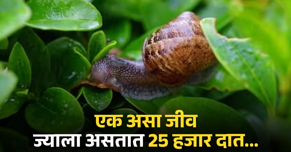 या छोट्याशा जीवाला असतात 25 हजार दात, इतर गोष्टीही वाचून व्हाल अवाक् ...