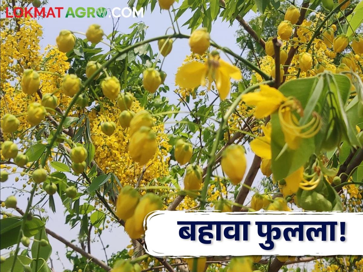 बहावा फुलला! पावसाचे संकेत देणारे हे झाड माहितीय का? वाचा सविस्तर ...