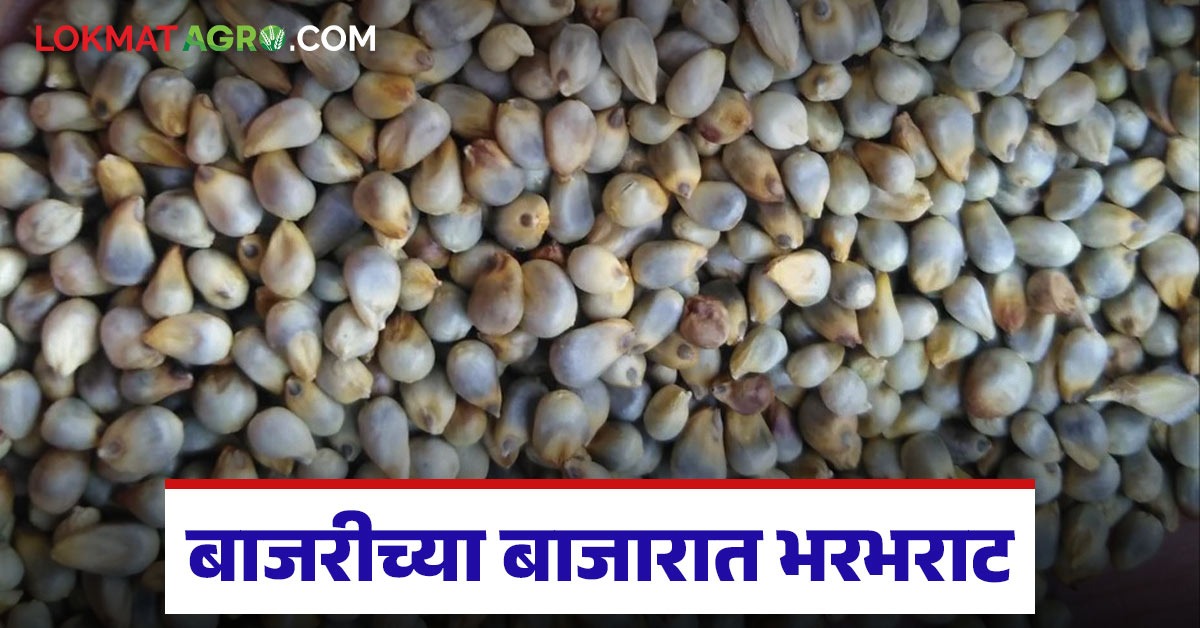 Bajari Market : थंडी वाढताच 'बाजरी'च्या मार्केटमध्ये भरभराट; वाचा ...