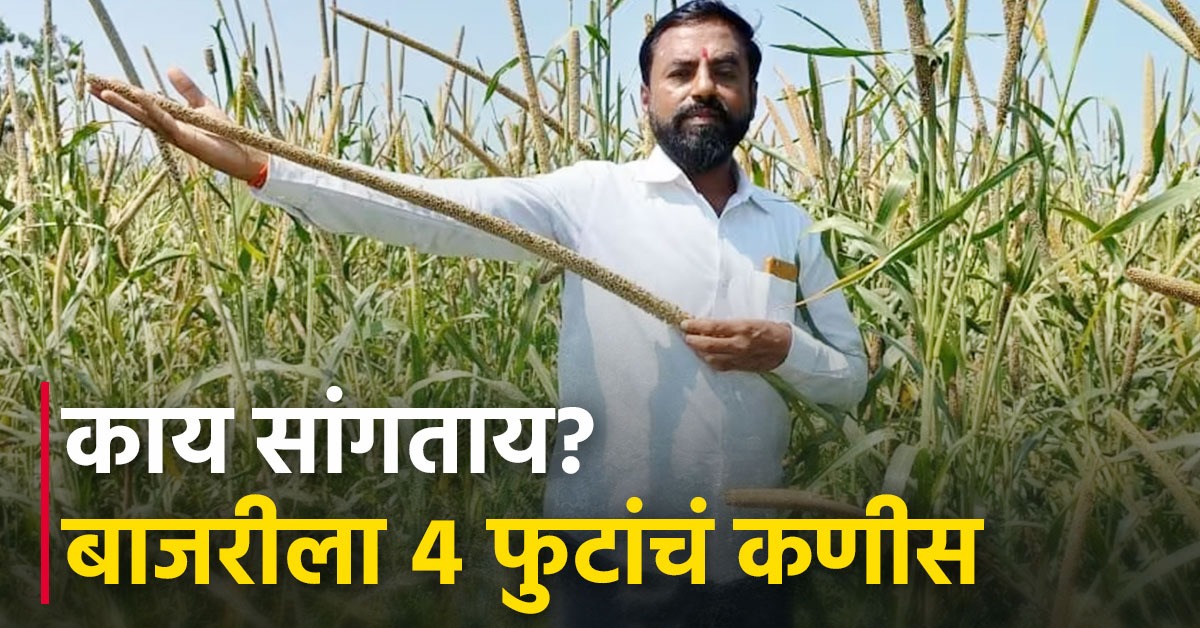 सांगोला येथील शेतकरी राहुल वाले यांच्या बाजरीला आले ४ फुटांपर्यंत कणीस ...