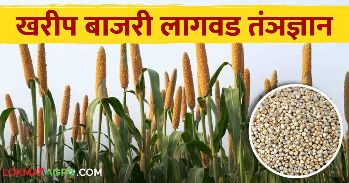 Bajra Planting Techniques: बाजरी लागवड करतांना हि पद्धत वापरा आणि अधिक ...