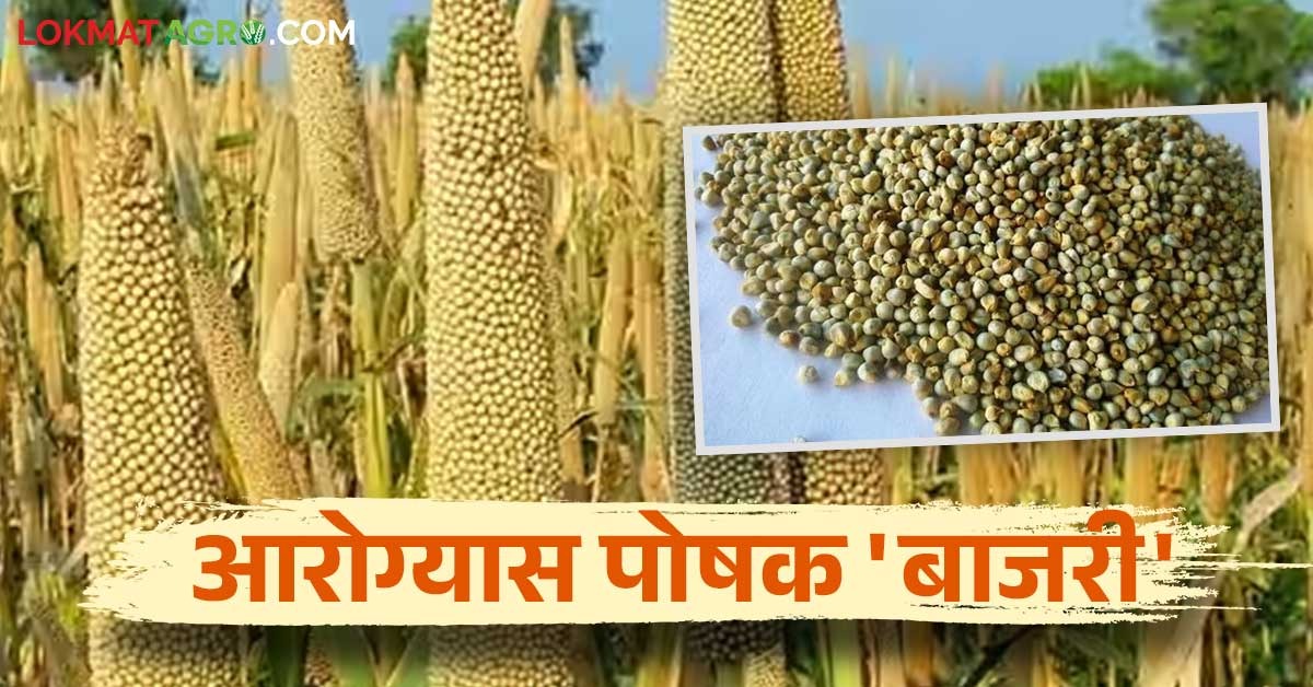 Bajari Health Benefits : हिवाळ्यात बाजरी खाण्याचे विविध आरोग्यदायी ...