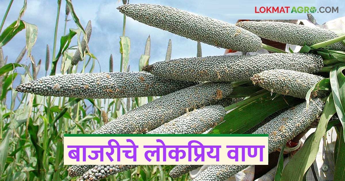 बाजरी पिकात अधिक उत्पादन देणारे सुधारित व संकरित वाण कोणते? वाचा ...
